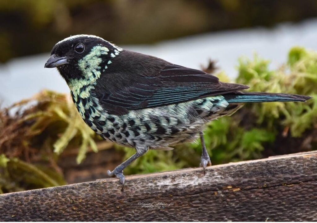 El color de las aves, más que un atractivo - Periódico El Occidental